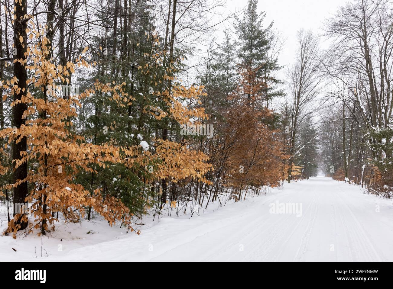 American Beech, Fagus grandifolia, leaves remaining on young trees ...