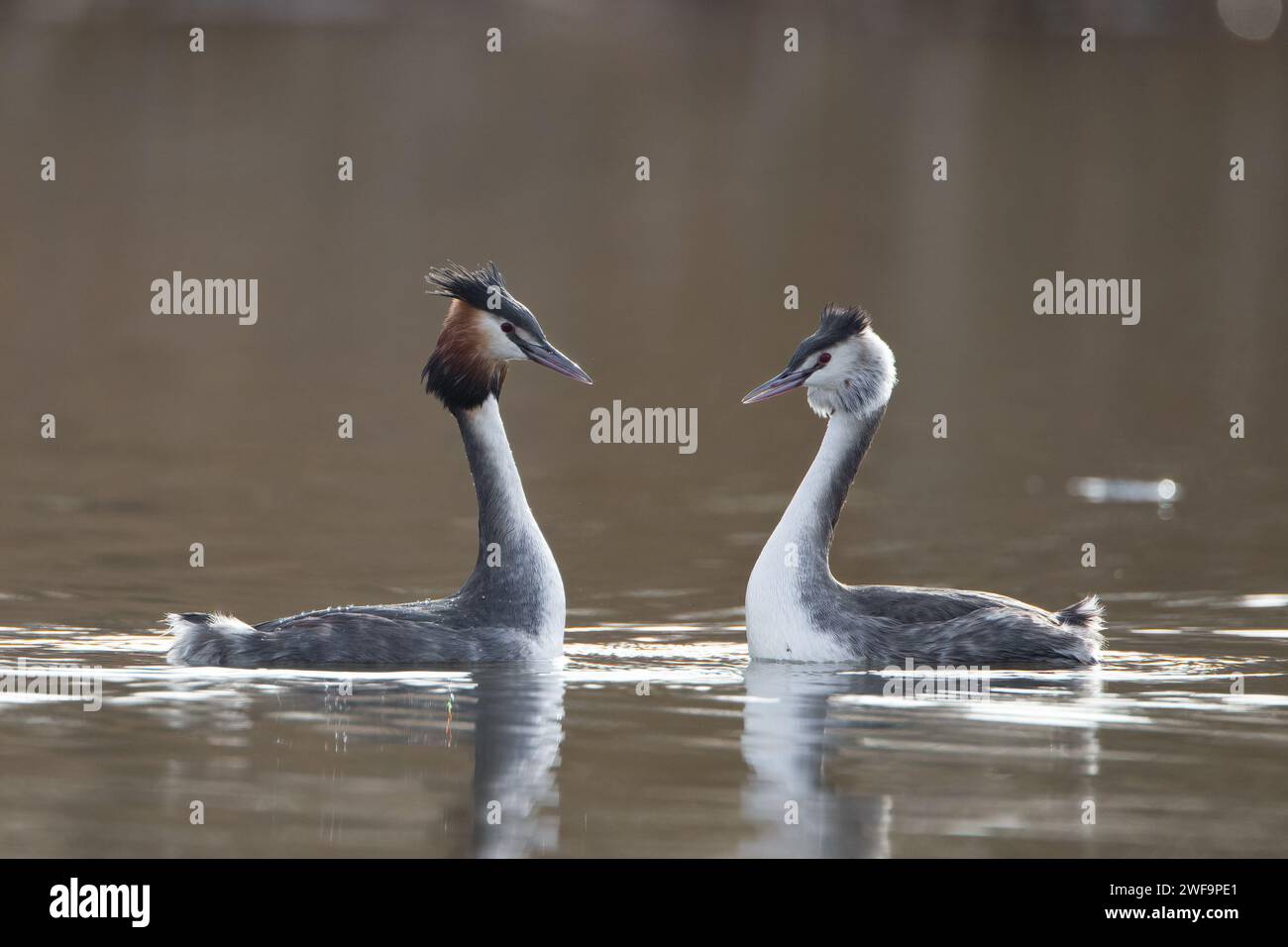 Starting ritual hi-res stock photography and images - Alamy