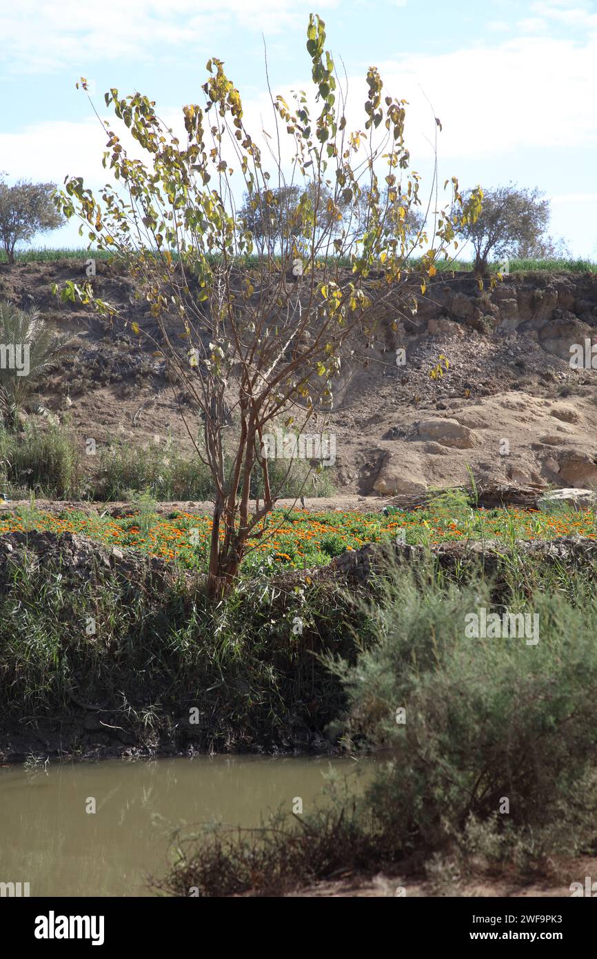 stream, plantations, tree, in a village Stock Photo - Alamy