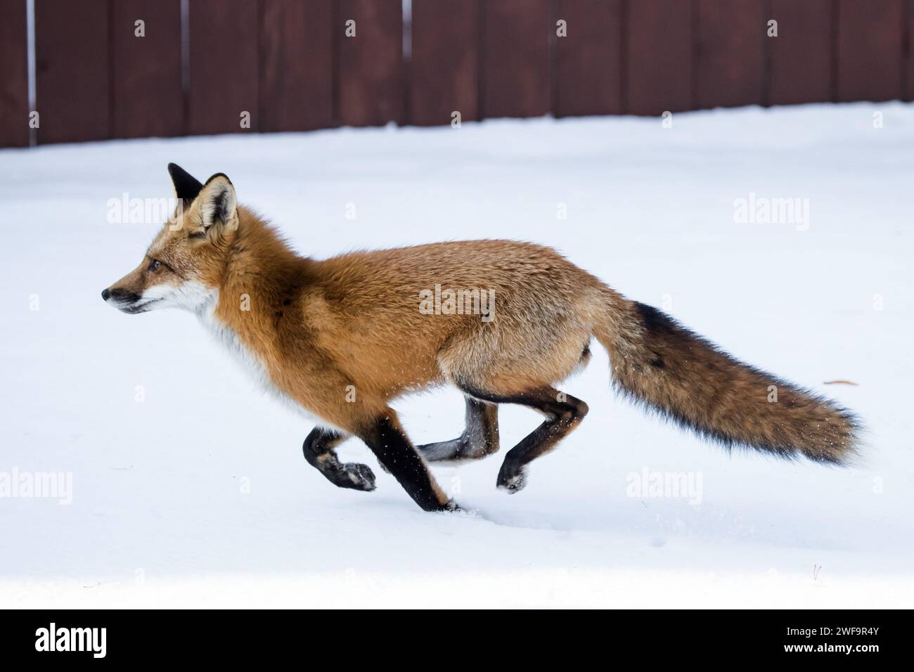A beautifully captured image of a majestic fox gracefully running ...