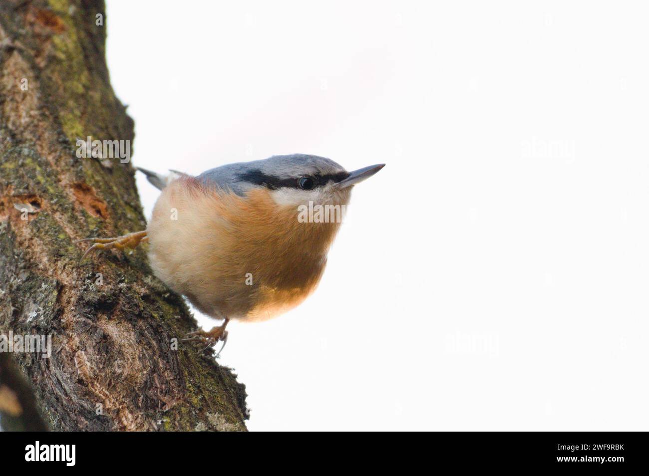 Sitta europaea aka Eurasian nuthatch in his typical position on the ...