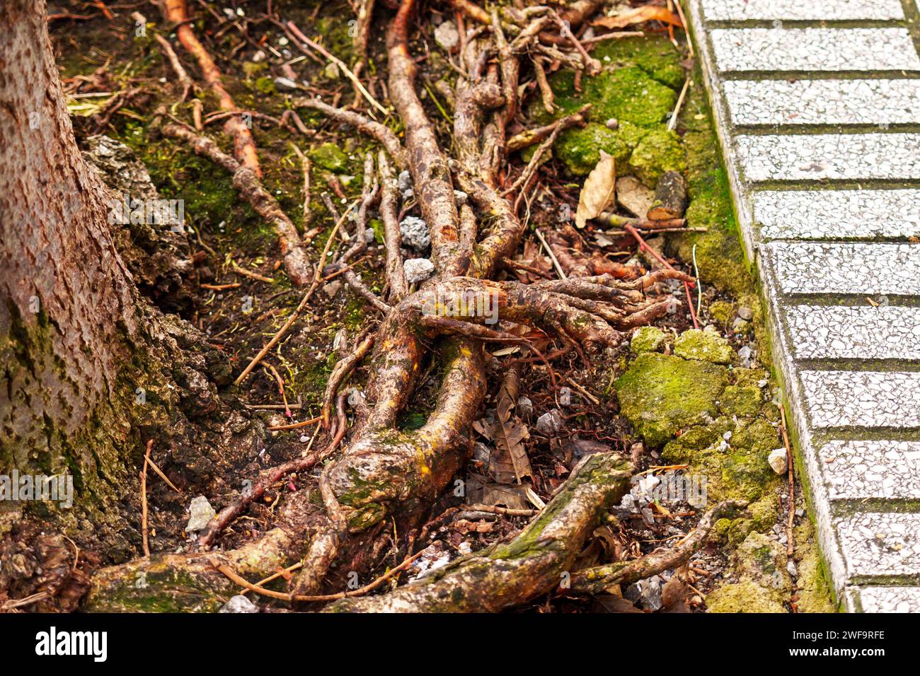 Tangled tree roots within the street sidewalk pavement close up. Nature ...
