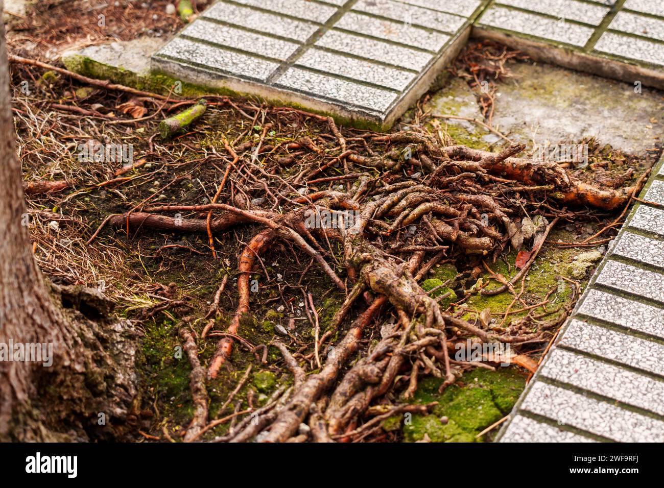 Pavement sidewalk cracked tree roots hi-res stock photography and ...