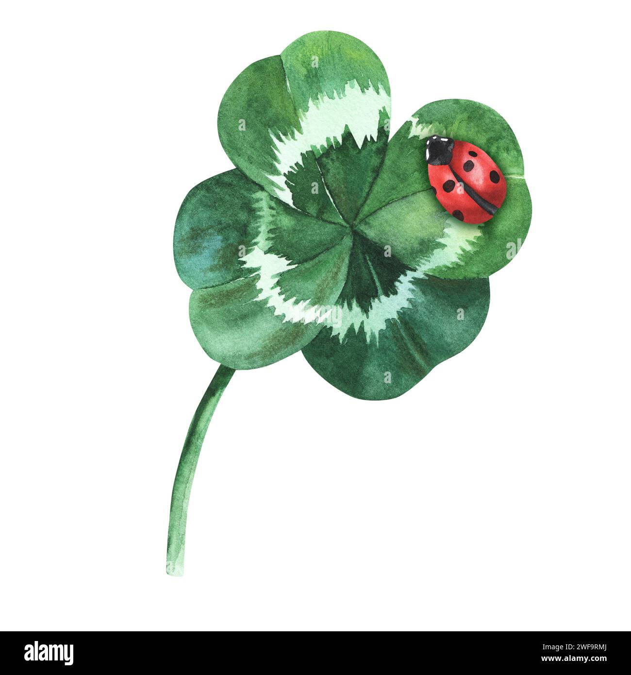 Four-leaf clover. Watercolor illustration isolated on white background ...