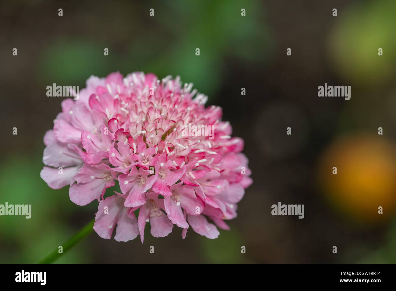 Close up of a pink pincushion flower in bloom Stock Photo - Alamy