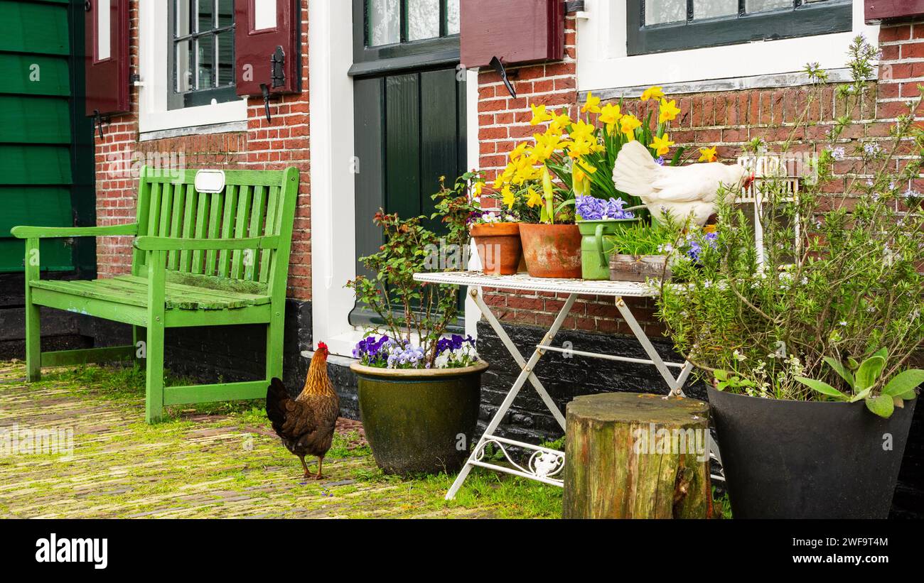 Chickens and a rooster walking in the backyard of a farmhouse. Hens in ...