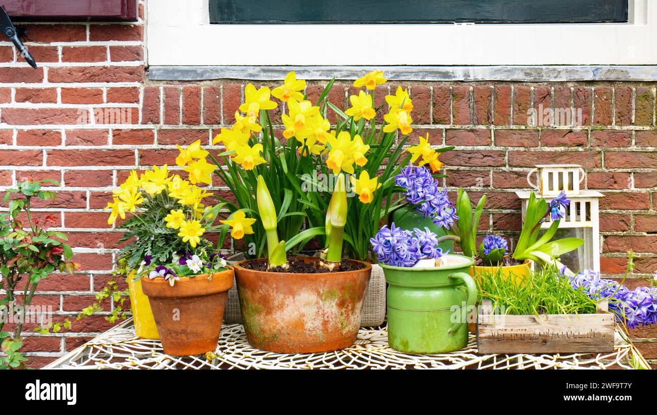 Amaryllis, blue hyacinths and daffodils in a terracotta flower pot ...