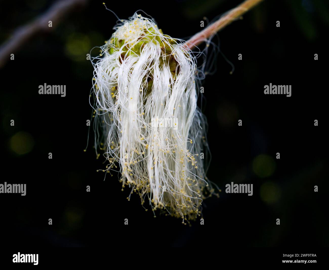 Graceful tendrils hi-res stock photography and images - Alamy