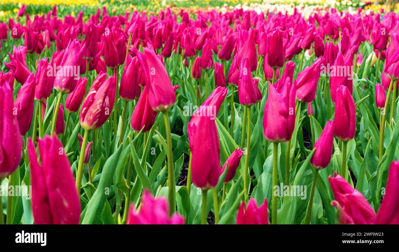 Field of pink tulips, top view. Floral wallpaper. Lilyflowering pink ...