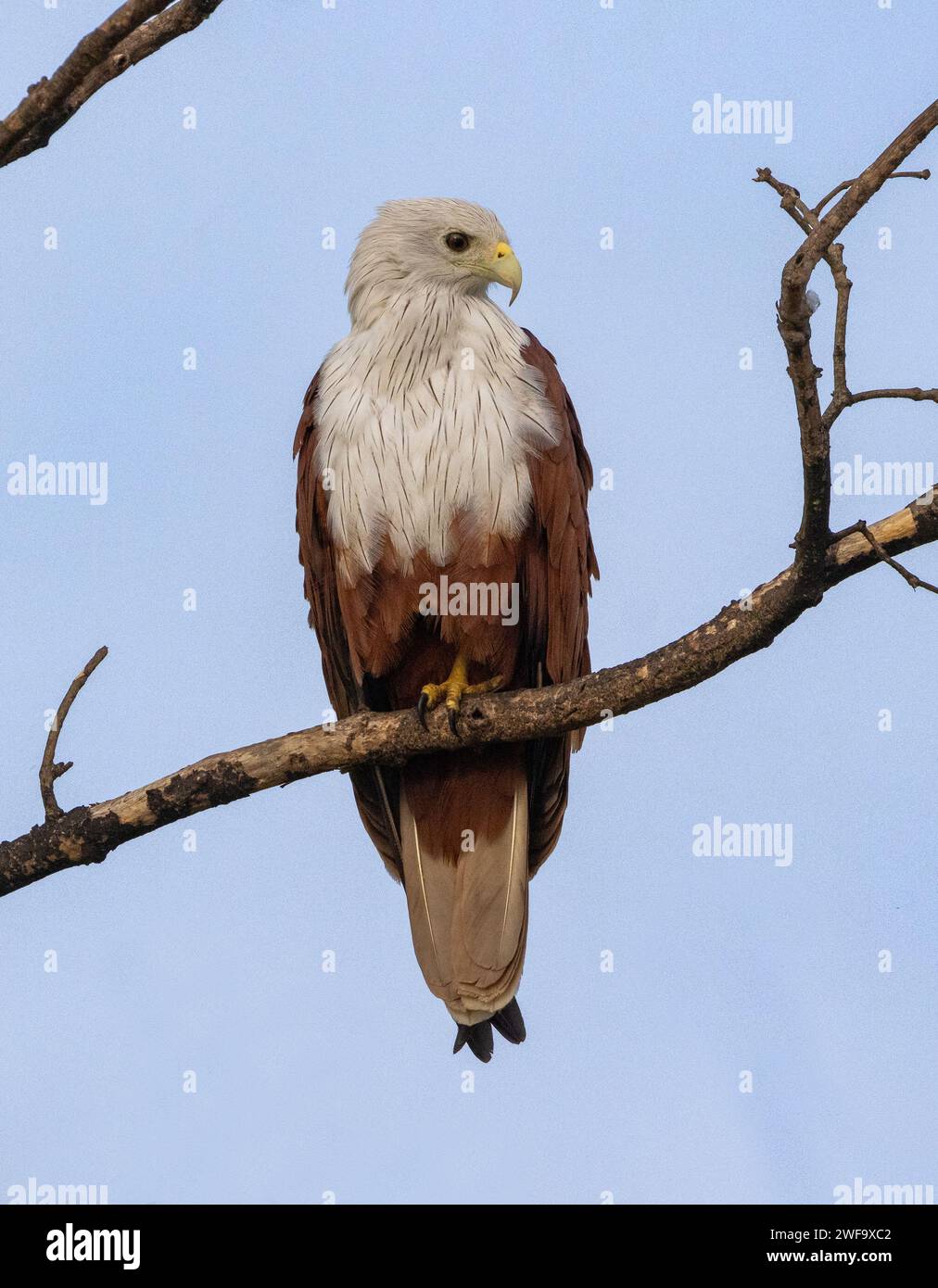 Brahminy Kite (Haliastur indus) low down in a tree, Goa, India Stock ...