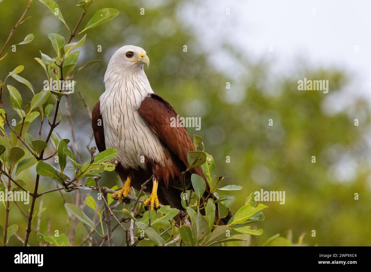 Brahminy Kite (Haliastur indus) low down in a tree, Goa, India Stock ...