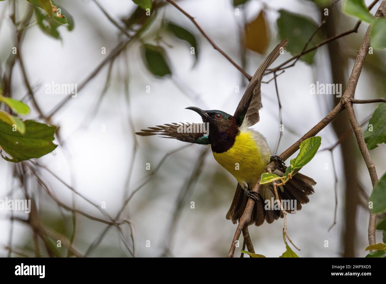 Purple rumped Sunbird in courtship display, Goa, India Stock Photo - Alamy