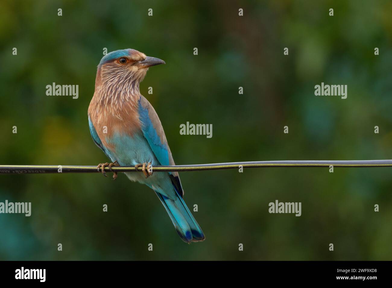 Indian rollers hi-res stock photography and images - Alamy