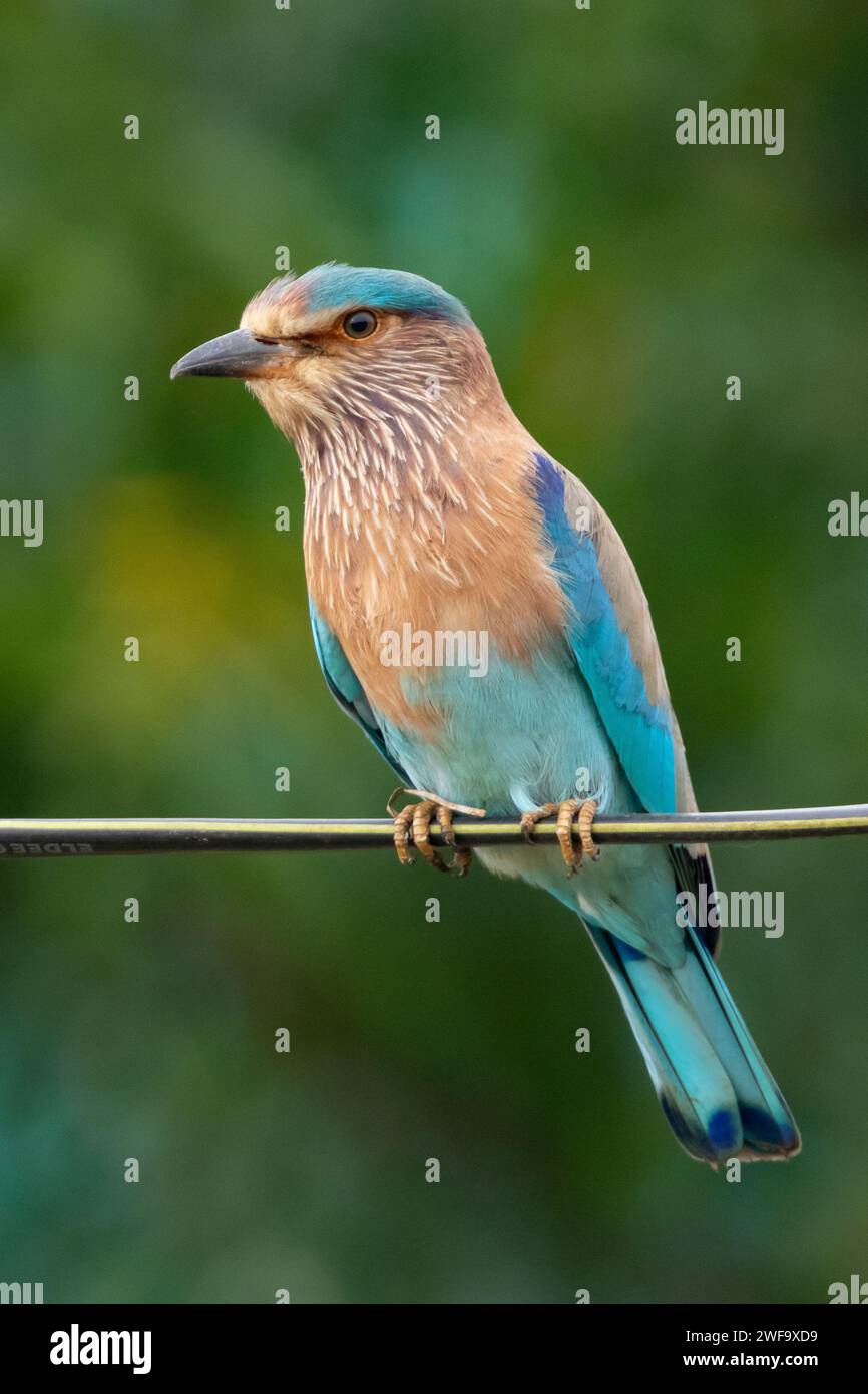 Indian rollers of india hi-res stock photography and images - Alamy