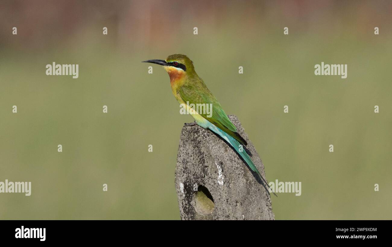 Blue tailed bee eater india hi-res stock photography and images - Alamy