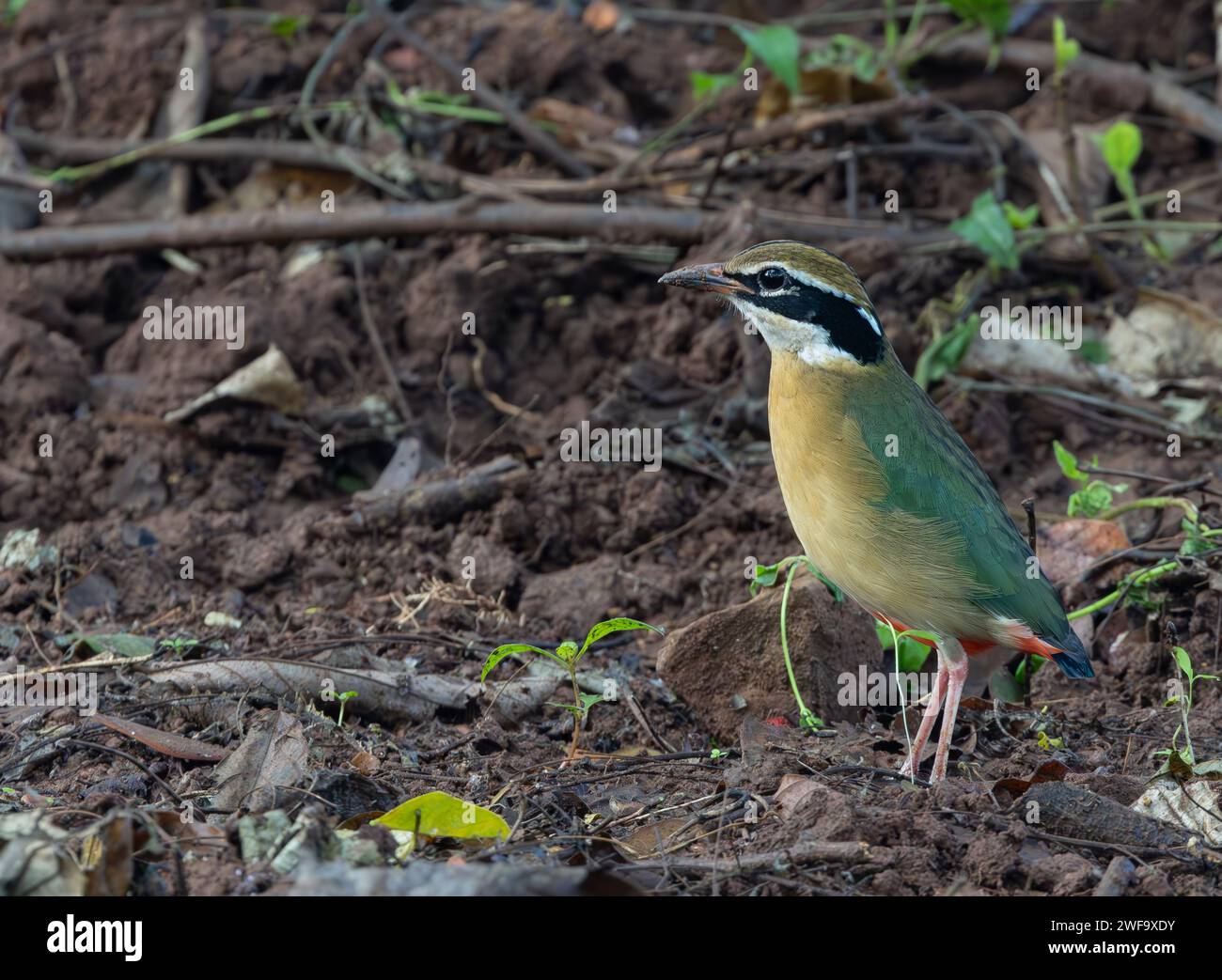 Indian Pitta feeding on the ground, Goa, India Stock Photo - Alamy