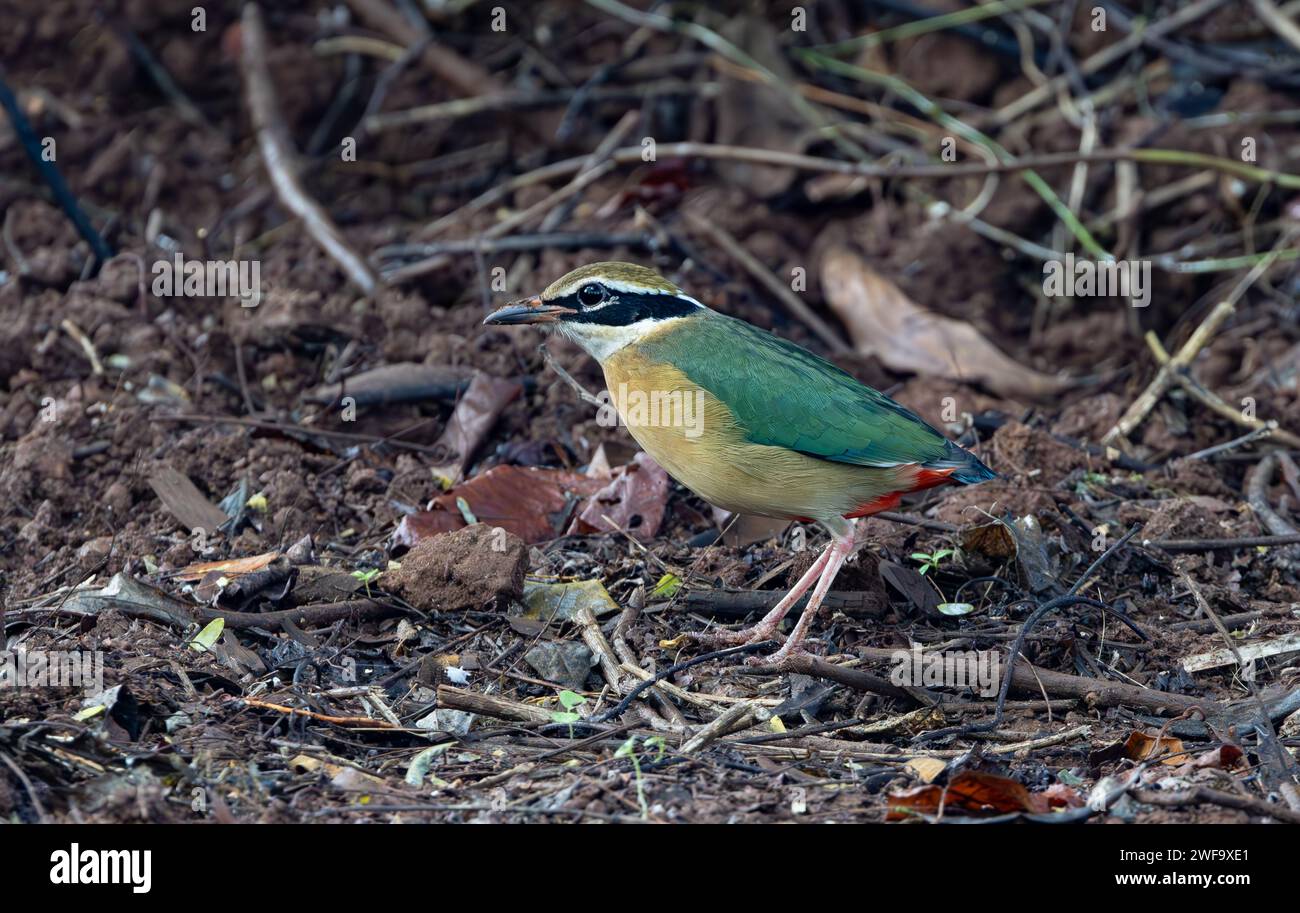 Indian Pitta feeding on the ground, Goa, India Stock Photo - Alamy