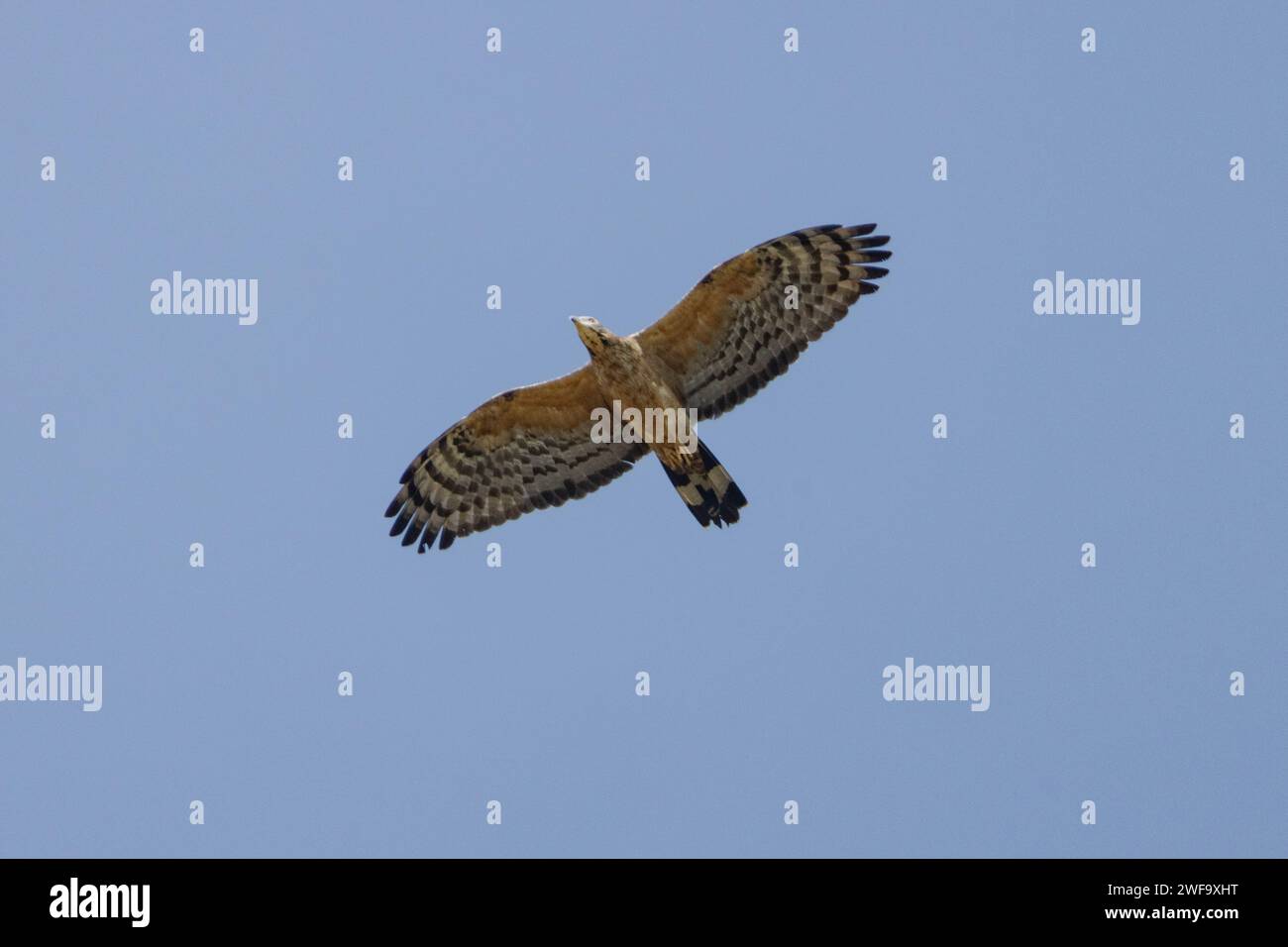 Crested honey buzzard india hi-res stock photography and images - Alamy