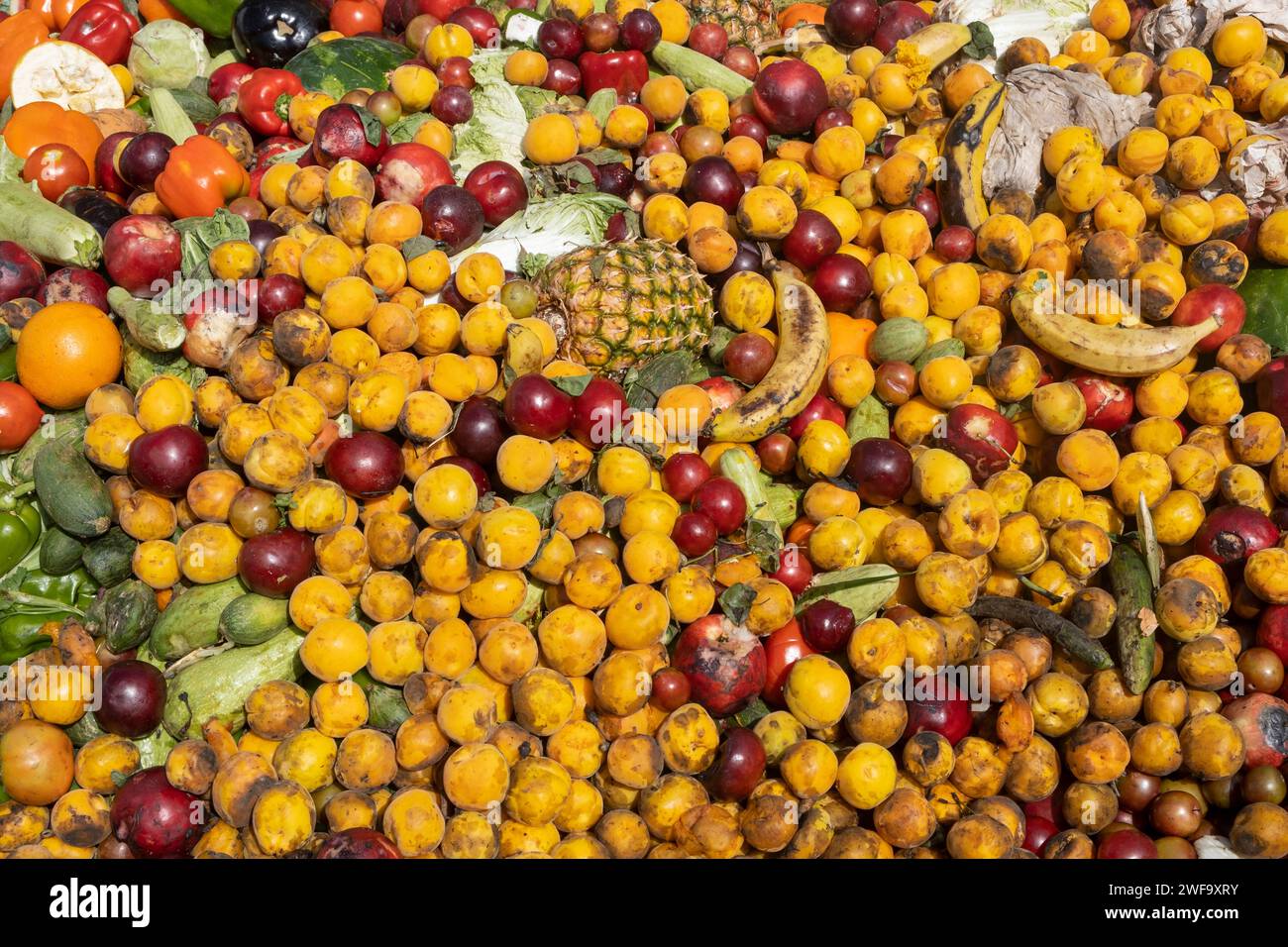 Expired Organic bio waste. Biodegradable waste decomposing, a mix of ...