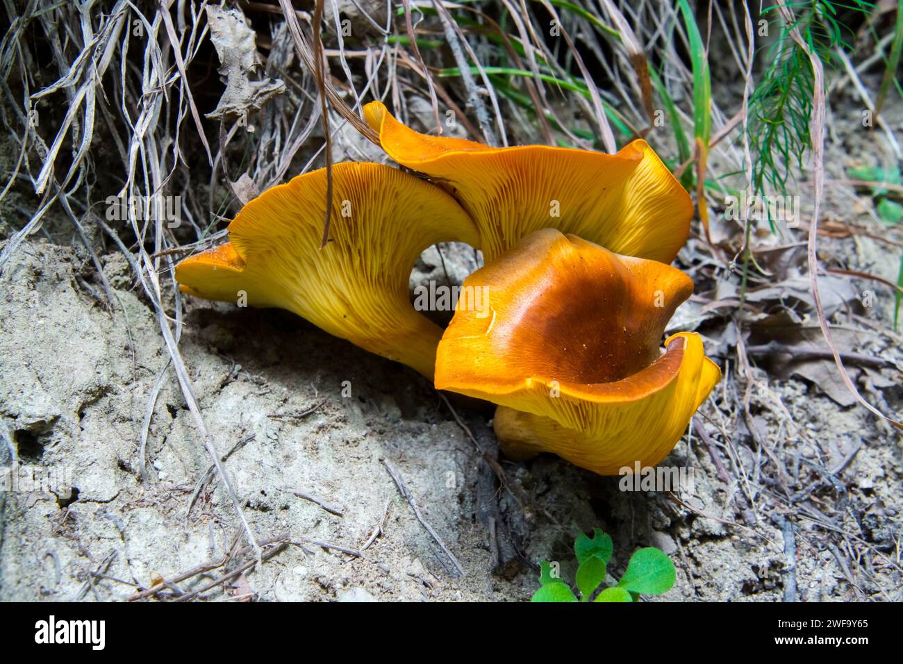Jack-o-lantern mushroom, its scientific name is Omphalotus olearius ...