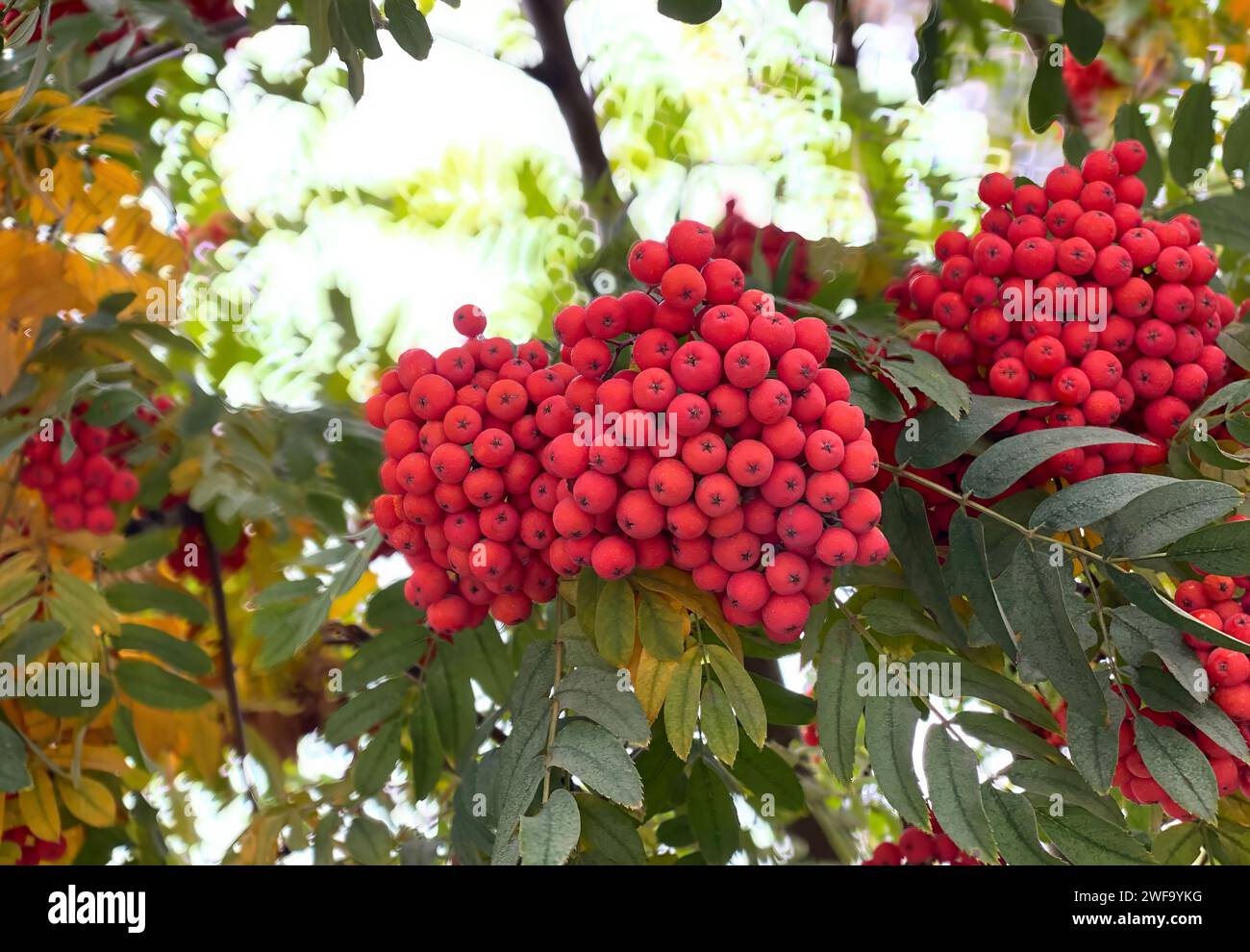 Rowanberry berries macro wild forest hi-res stock photography and ...