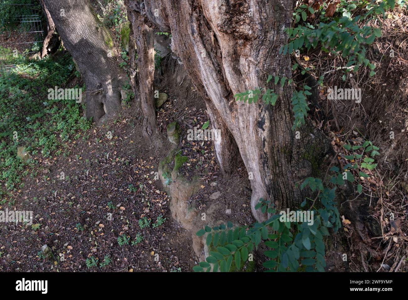 Trees and shrubbery location on Rue Daubigny in Auvers-sur-Oise in ...