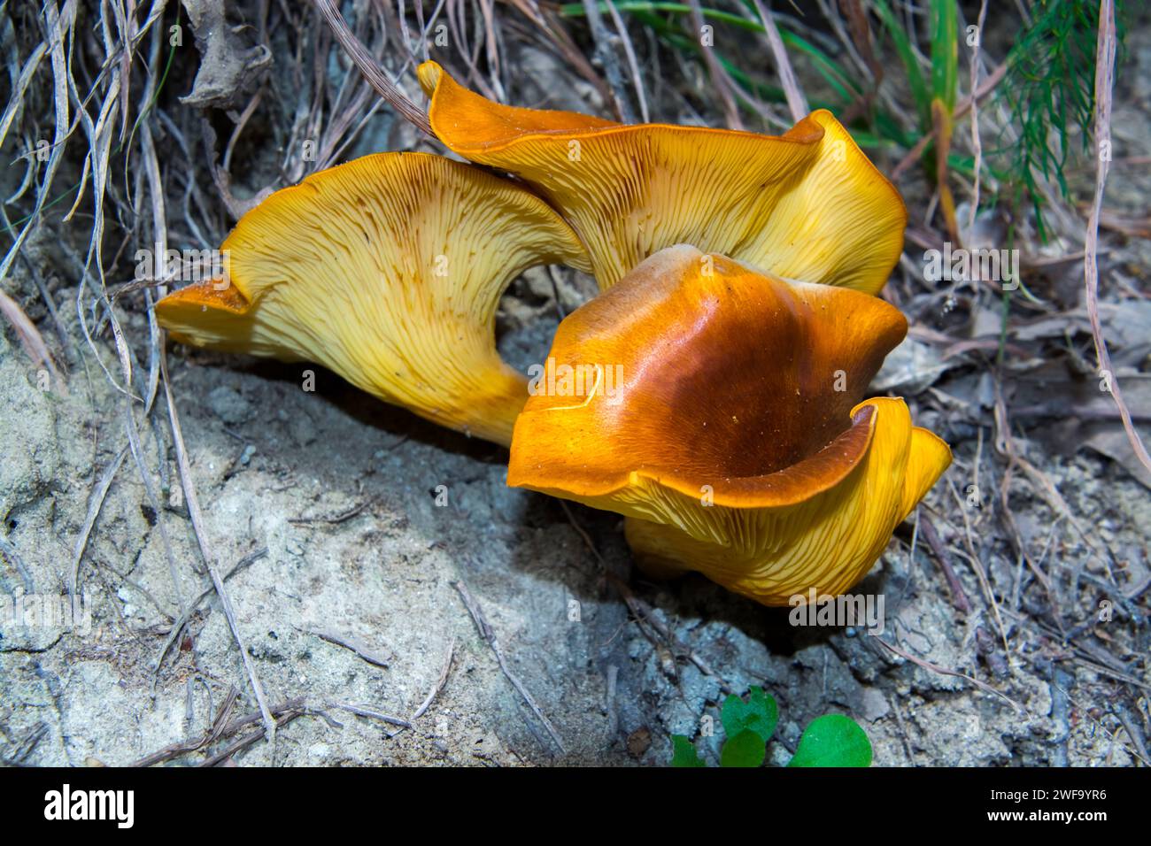 Jack-o-lantern mushroom, its scientific name is Omphalotus olearius ...