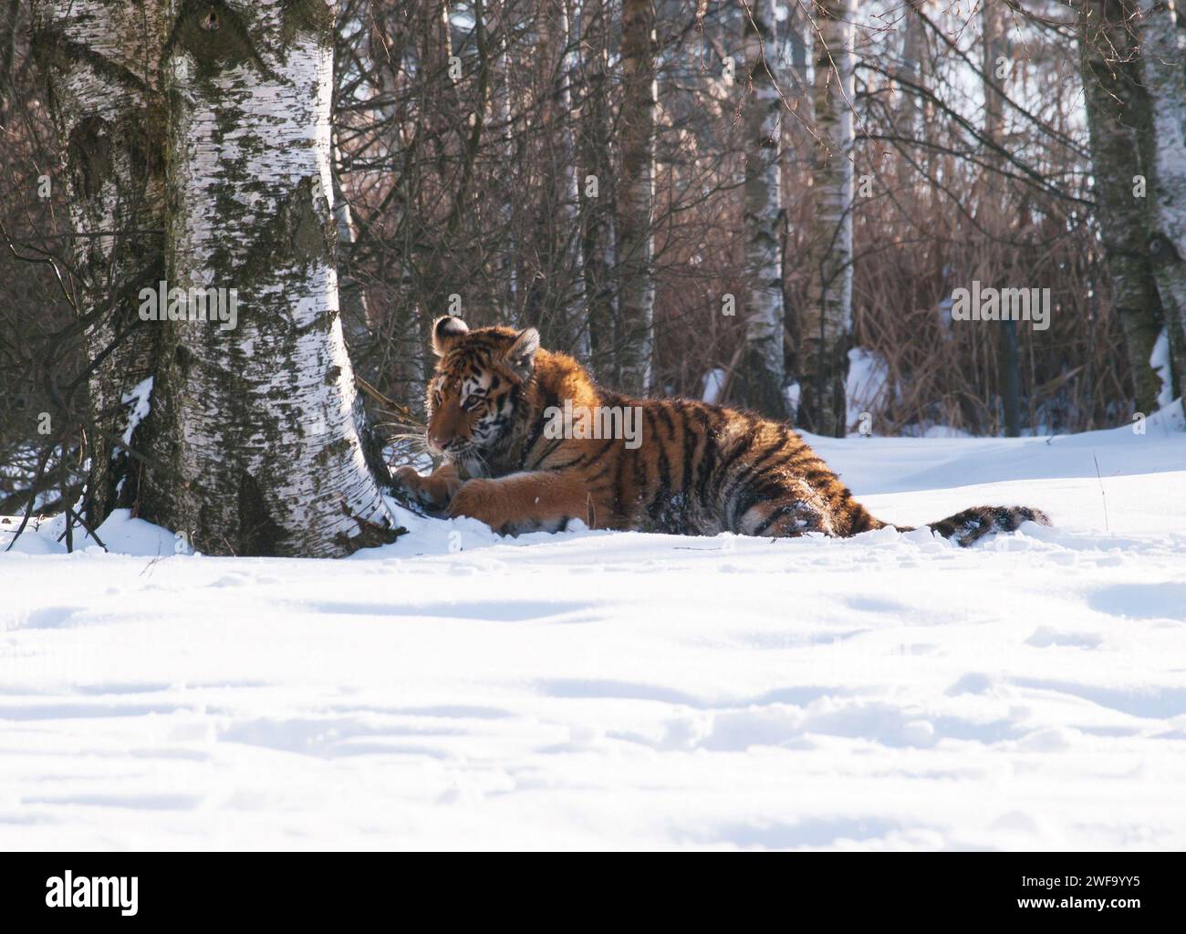 Siberian tiger, Panthera tigris altaica in a taiga filled with snow, Animal relax on snow Stock ...