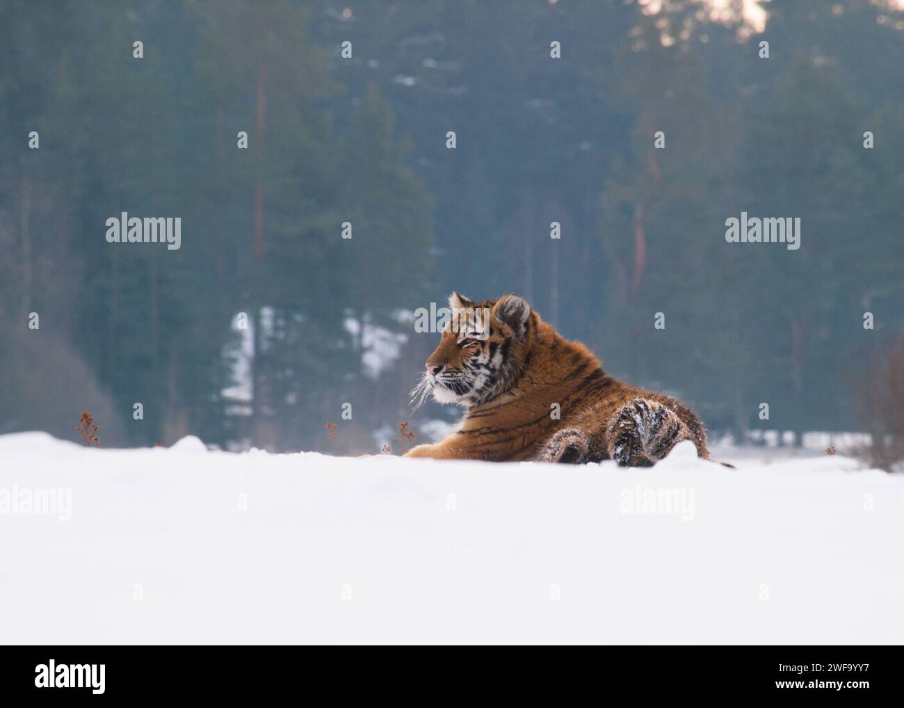 Siberian tiger, Panthera tigris altaica in a taiga filled with snow, Animal relax on snow Stock ...