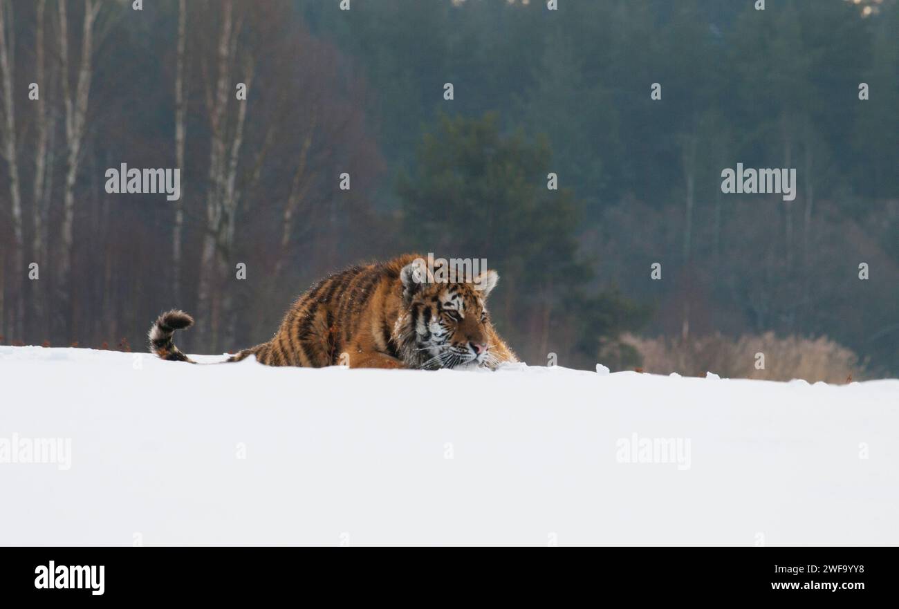Siberian tiger, Panthera tigris altaica in a taiga filled with snow, Animal relax on snow Stock ...