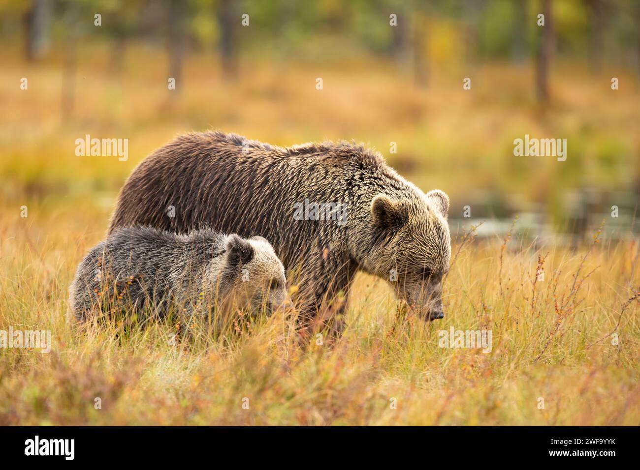 Bear family in taiga. Brown bear cub with mother. Beautiful animals walk through taiga in autumn ...