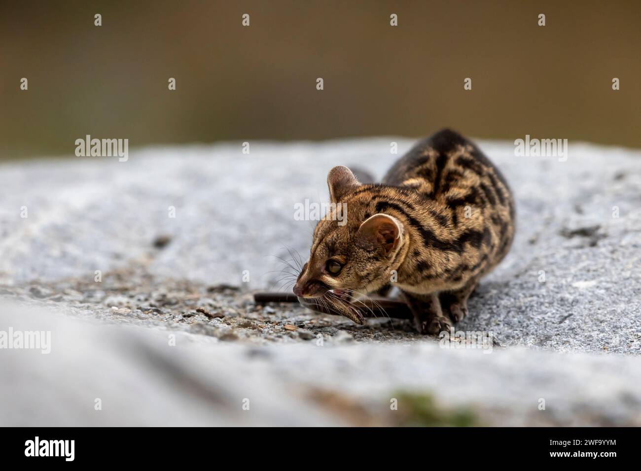 Common genet - Genetta genetta - with snake prey, Spain Stock Photo - Alamy