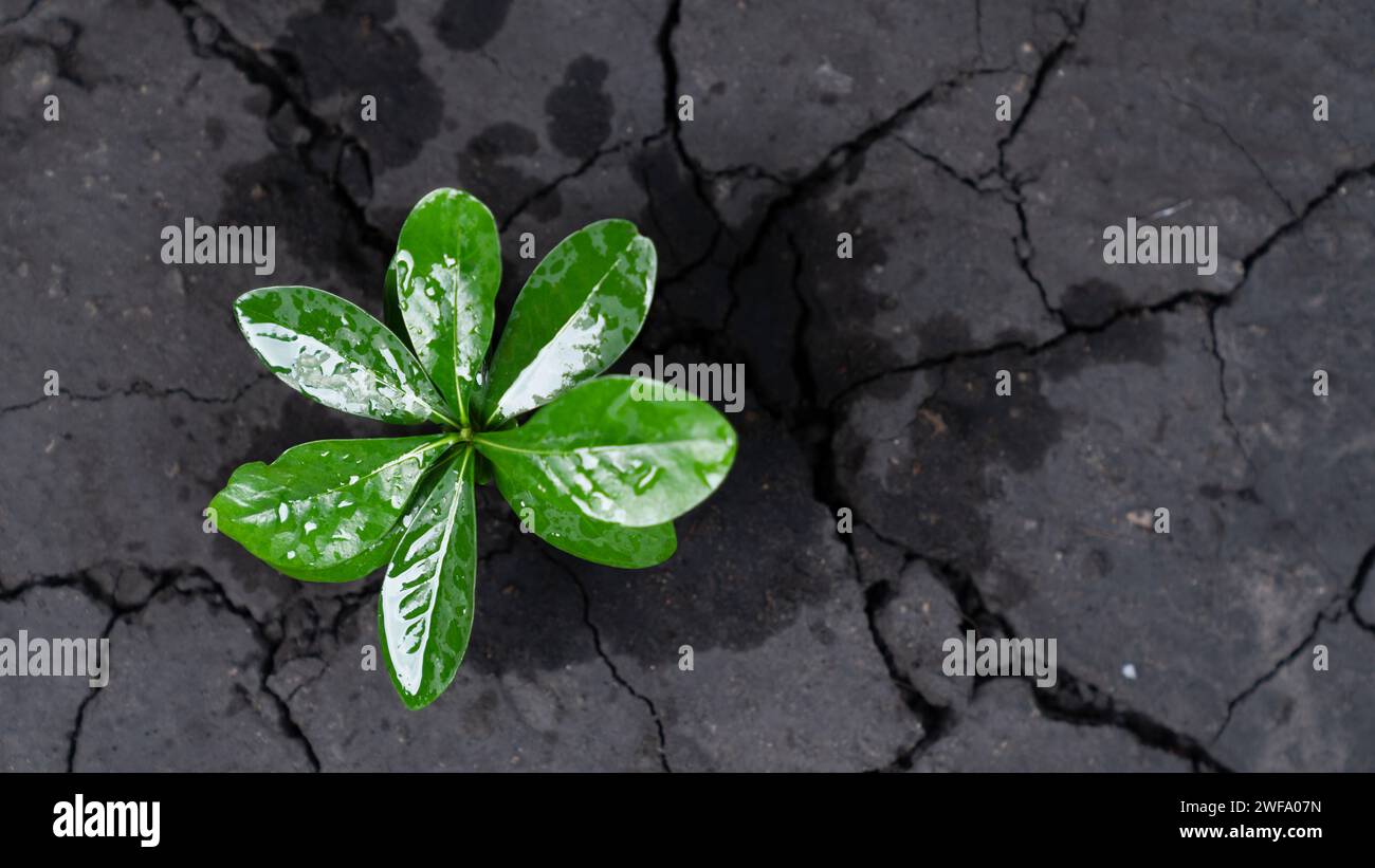 Top view seedling plant growing on rich nutrient fertilized soil as ...