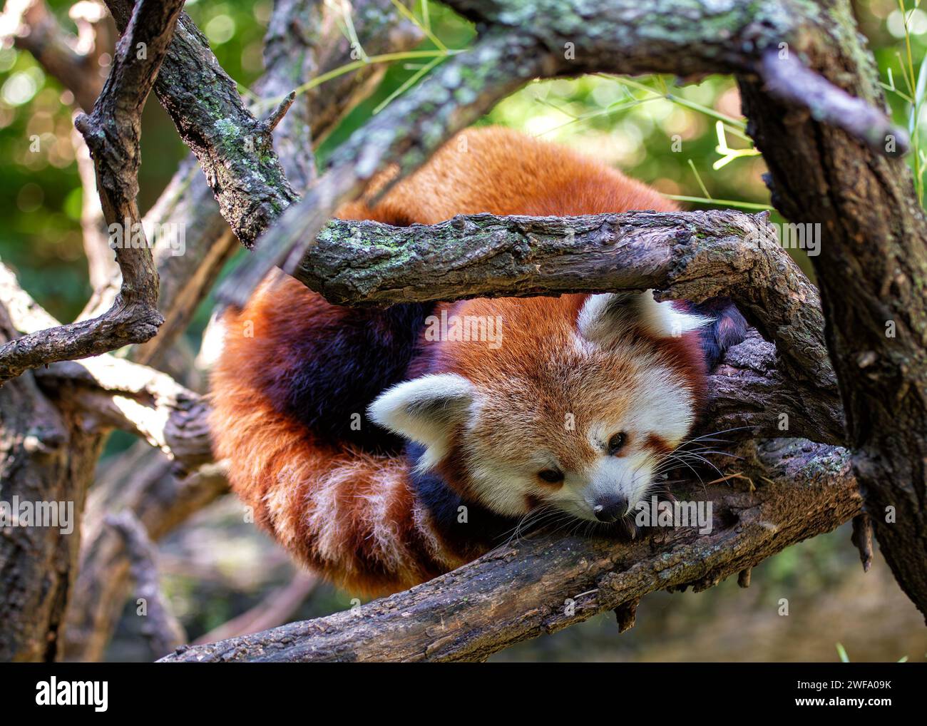 Himalayan biodiversity hi-res stock photography and images - Alamy