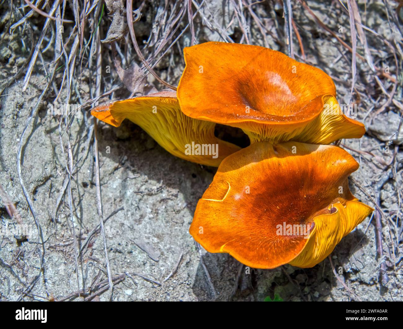 Jack-o-lantern mushroom, its scientific name is Omphalotus olearius ...