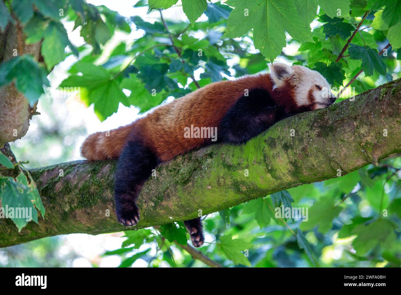 Himalayan biodiversity hi-res stock photography and images - Alamy