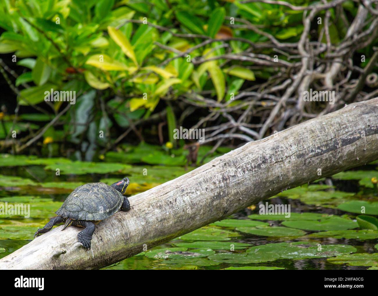 Charming Red-eared Slider Turtle, Trachemys scripta elegans, basking in ...