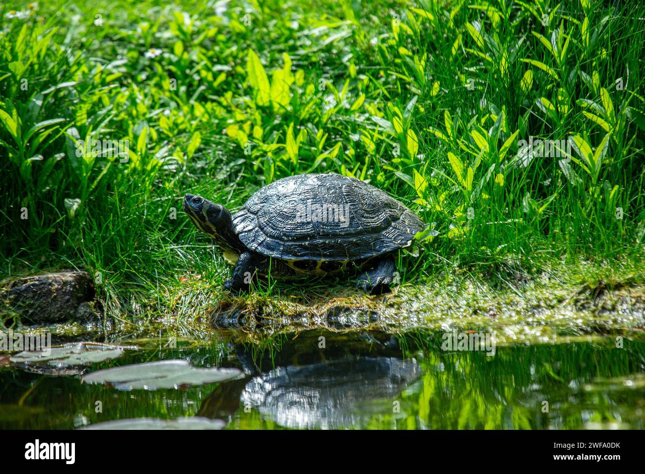 Charming Red-eared Slider Turtle, Trachemys scripta elegans, basking in ...