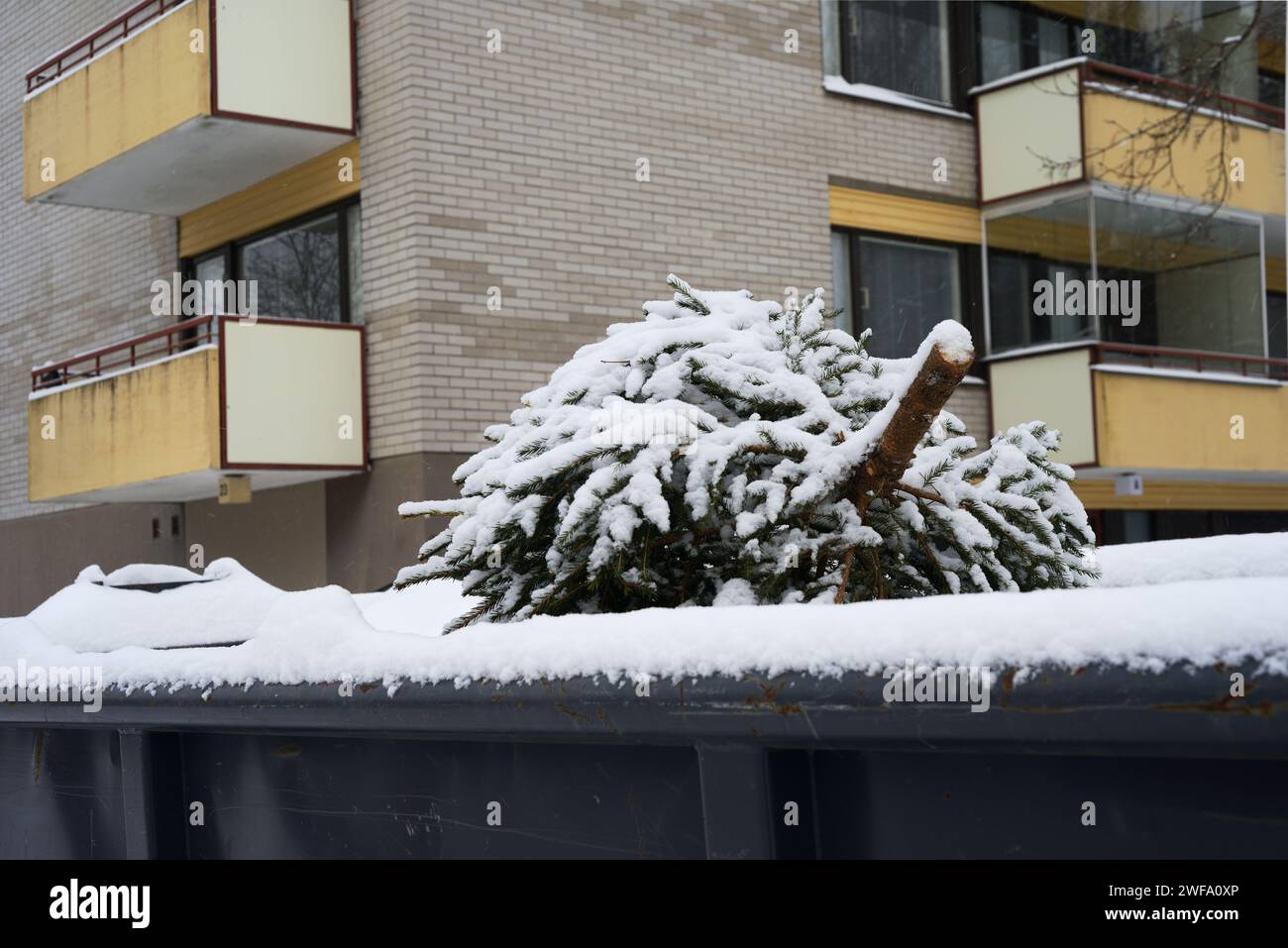 snow covered used Christmas tree in trash container Stock Photo - Alamy