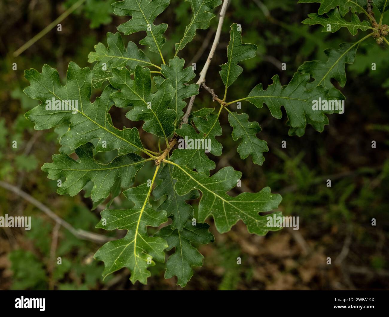 Gambel oak hi-res stock photography and images - Alamy