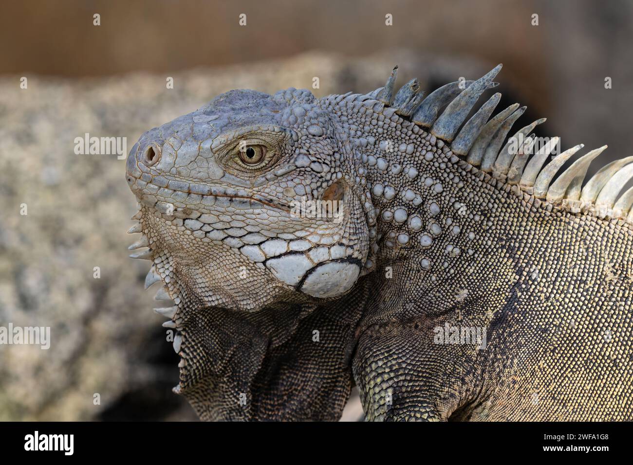 Closeup, Green Iguana (Iguana iguana) sitting on rock, on the shore of ...