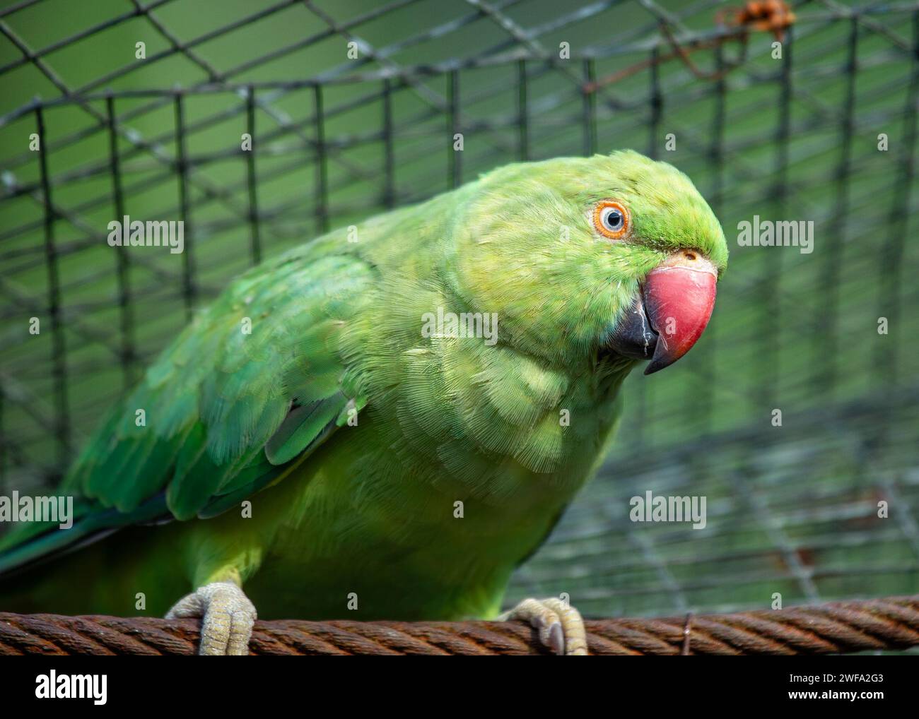 Charming Rose-ringed Parakeet, Psittacula krameri, adding vibrant hues ...