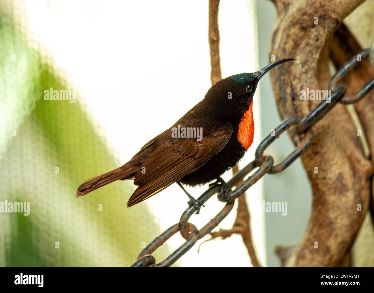 Dazzling Scarlet-chested Sunbird, Chalcomitra senegalensis, sipping ...