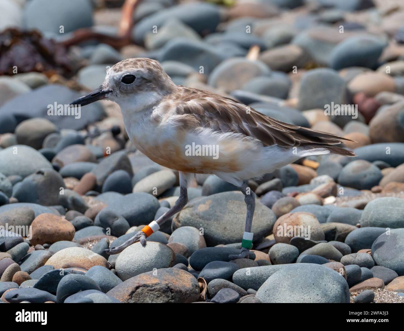 Red-breasted Dotterel, Anarhynchus obscurus aquilonius, a banded bird ...