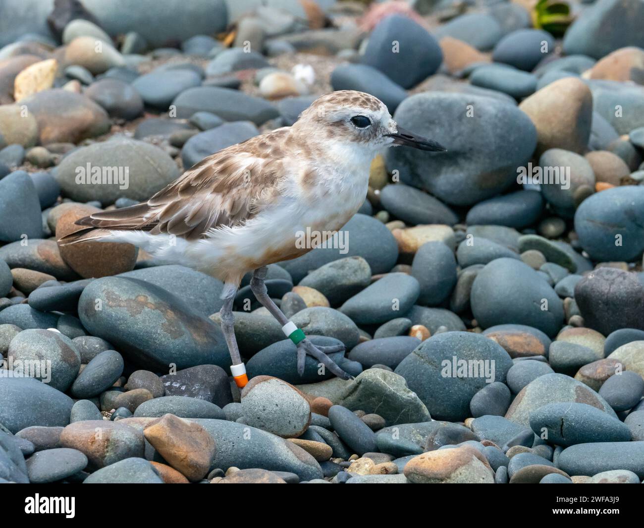 Red breasted bird hi-res stock photography and images - Alamy