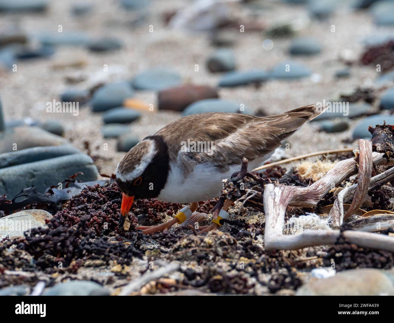 Shore plover, Tuturuatu, Charadrius novaeseelandiae, an endangered ...