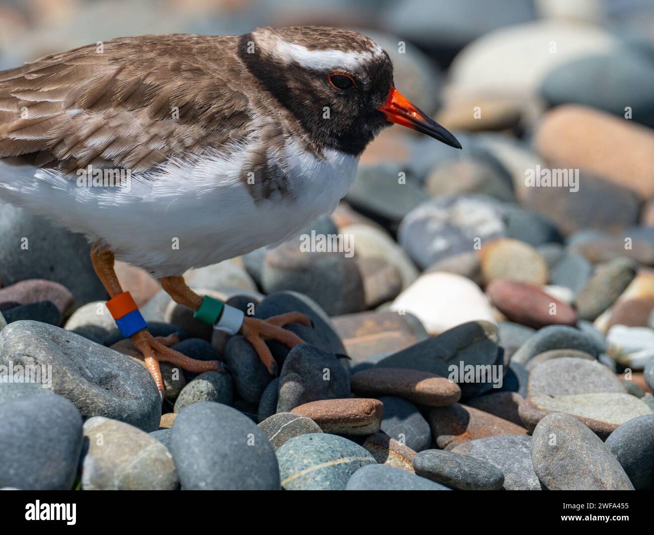 Shore plover, Tuturuatu, Charadrius novaeseelandiae, an endangered ...
