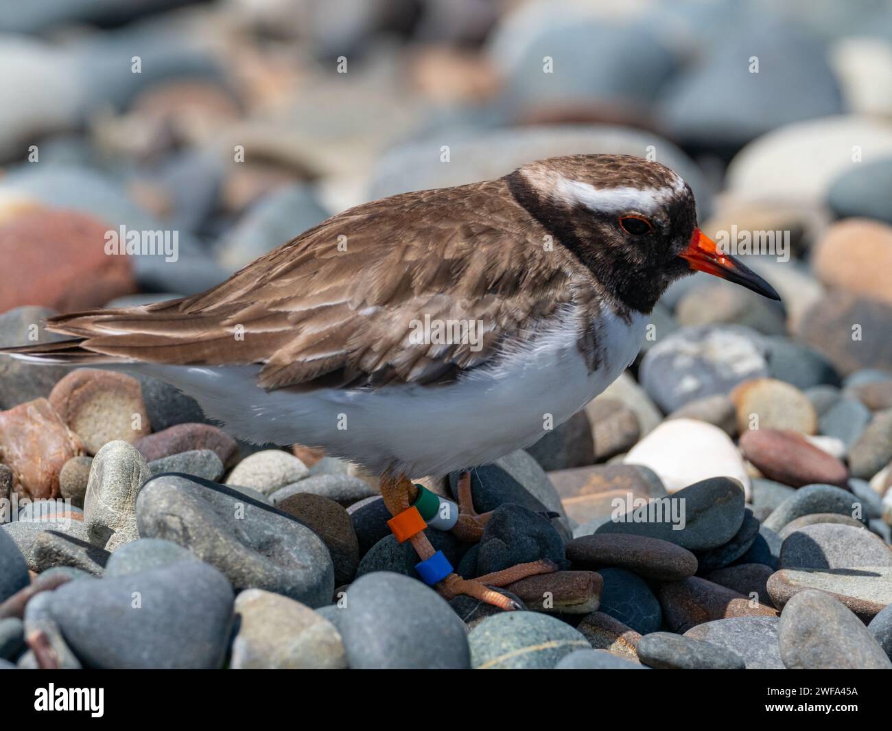 Shore plover, Tuturuatu, Charadrius novaeseelandiae, an endangered ...