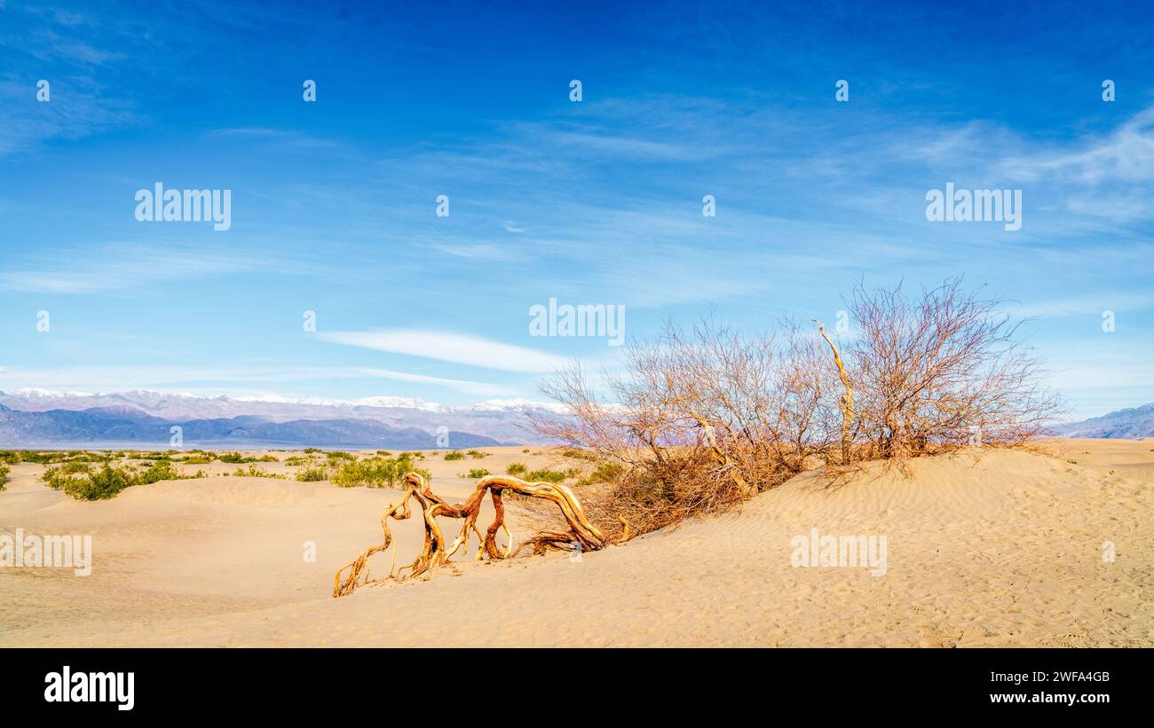 Death valley trees hi-res stock photography and images - Alamy