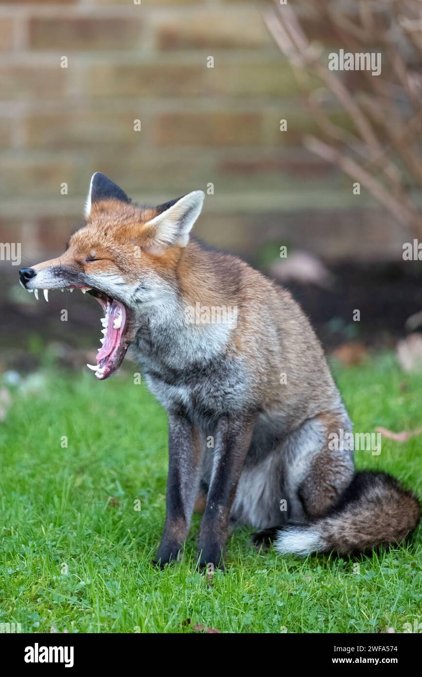 A vertical close-up shot of an adorable fox yawning Stock Photo - Alamy